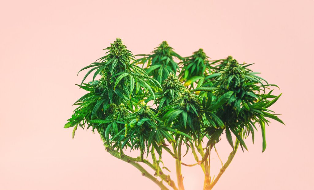 Terpenos De Cannabis Aromas Sabores E Efeitos Na Cannabis Cannalize