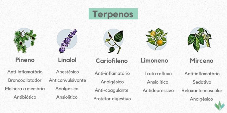 Terpenos de Cannabis: O que são e o que fazem - Cannalize