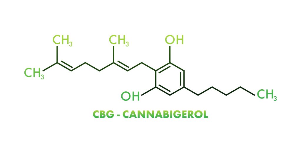 O que é canabigerol (CBG) e para quais patologias pode servir? - Cannalize