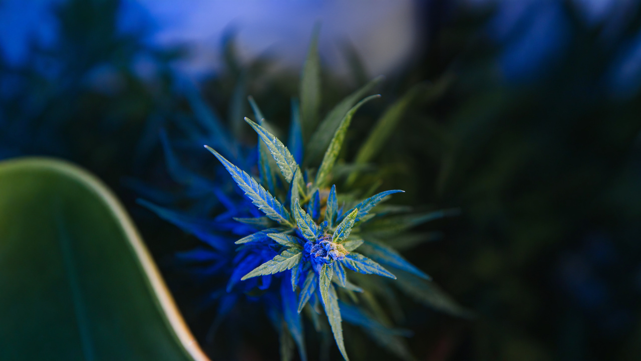 CBD, THC, CBG e CBN: entenda os principais canabinoides da cannabis ...