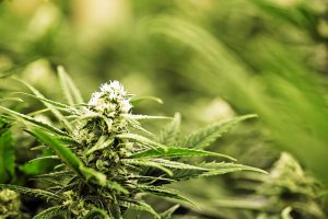 CBD, THC, CBG e CBN: entenda os principais canabinoides da cannabis ...