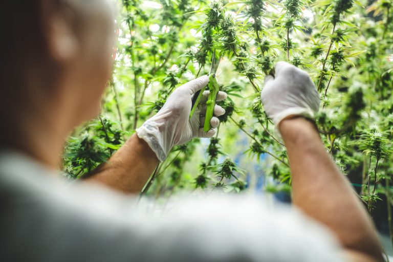 Quando colher cannabis? Guia completo de secagem e cura - Cannalize