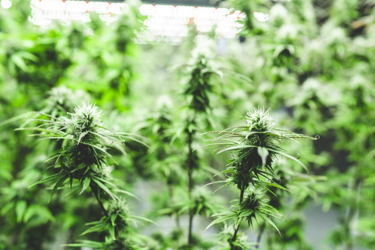 Quando colher cannabis? Guia completo de secagem e cura - Cannalize