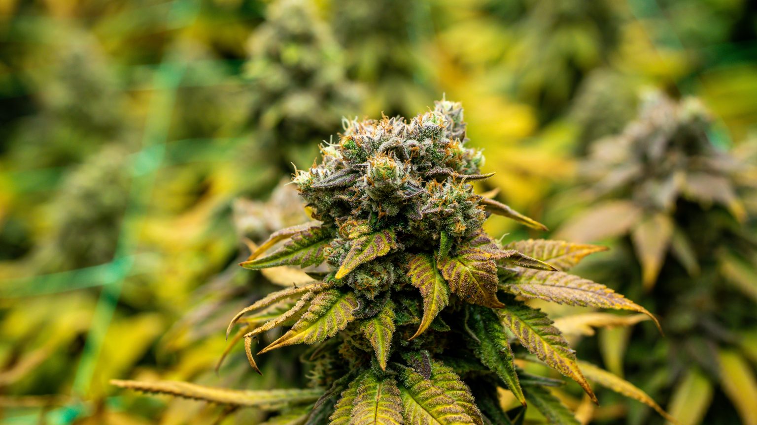 Flor da maconha: guia completo para uso e cuidados - Cannalize