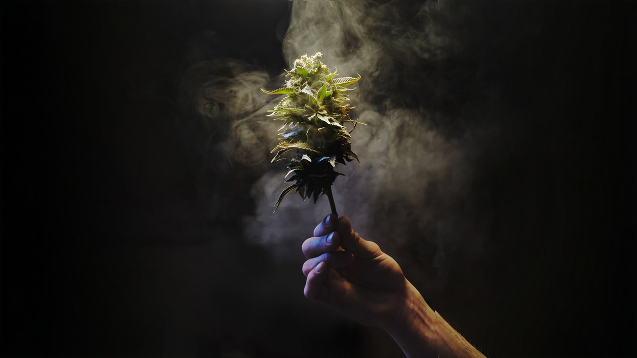 Cannabis pode causar vício ou dependência? - Cannalize